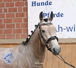 Home - Pferde-Winkel.de - Freizeitpferde, Kutschpferde, Pferdeboxen und ...